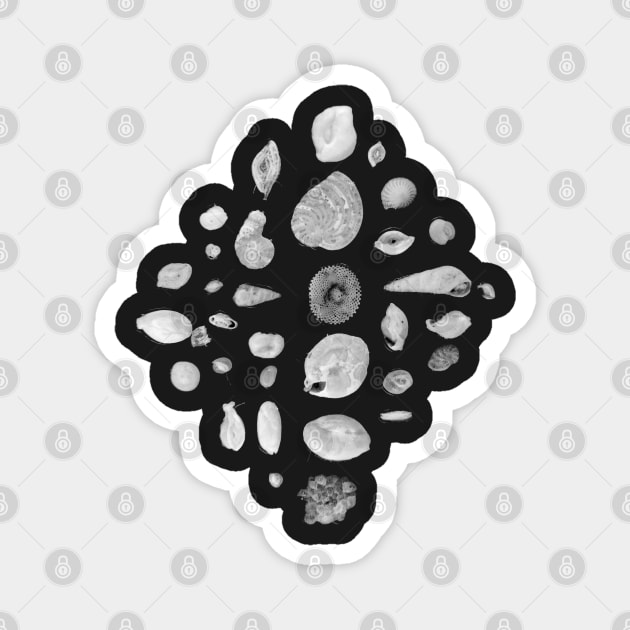 Foraminifera under the microscope - Macro - Magnet | TeePublic