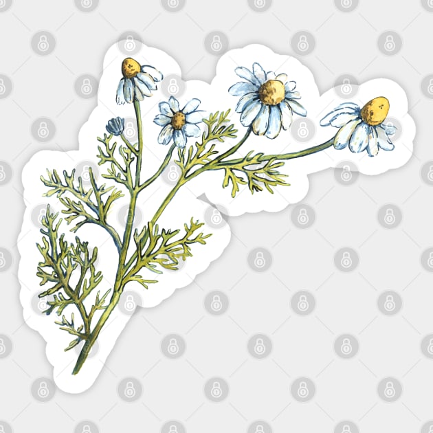 Chamomile - realistic painting - watercolor - herb study - Chamomile ...