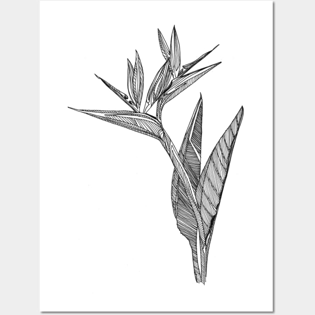 how to draw birds of paradise