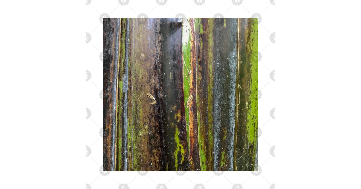 banana plant texture - Banana Texture - T-Shirt | TeePublic