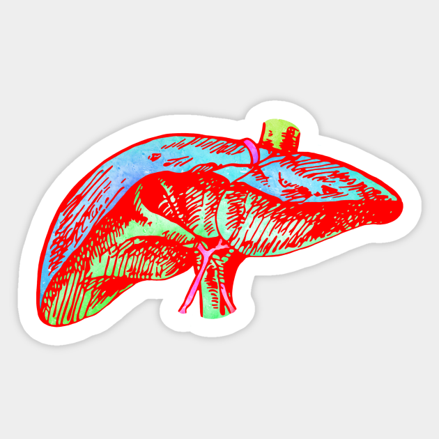 Liver - Biology - Sticker | TeePublic