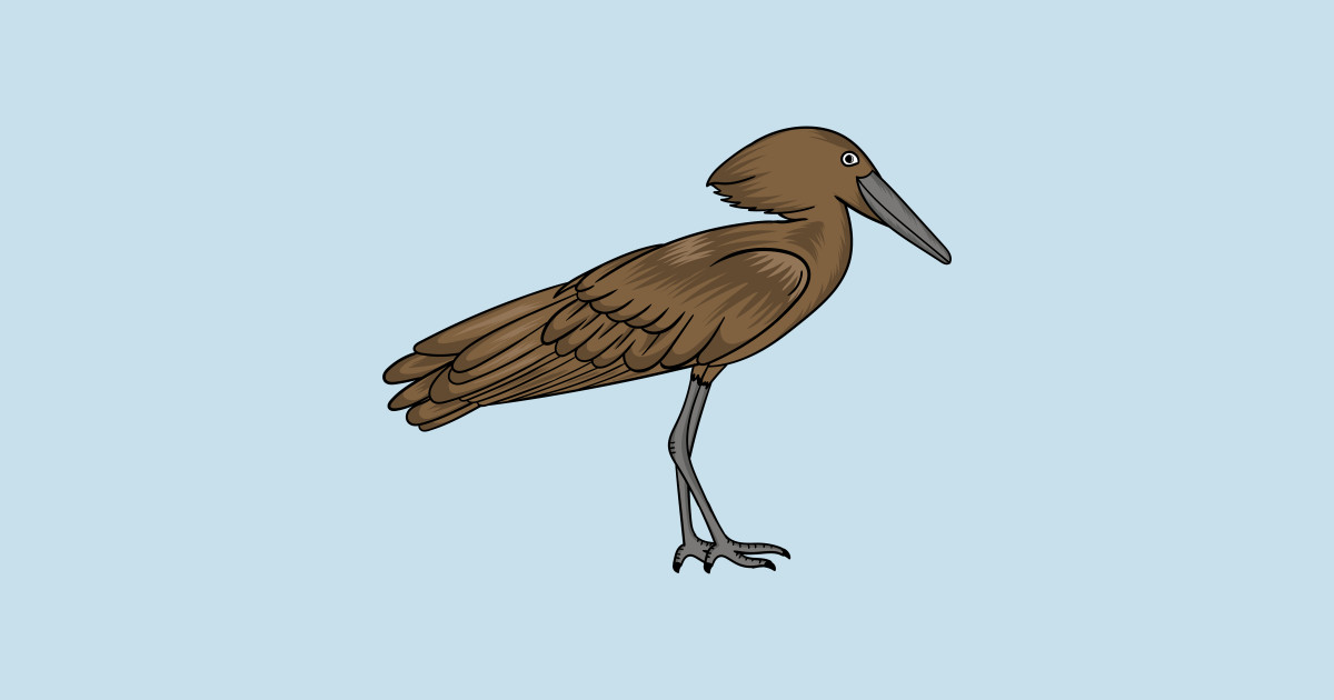 Hamerkop bird cartoon illustration - Hamerkop Bird Cartoon Illustration ...