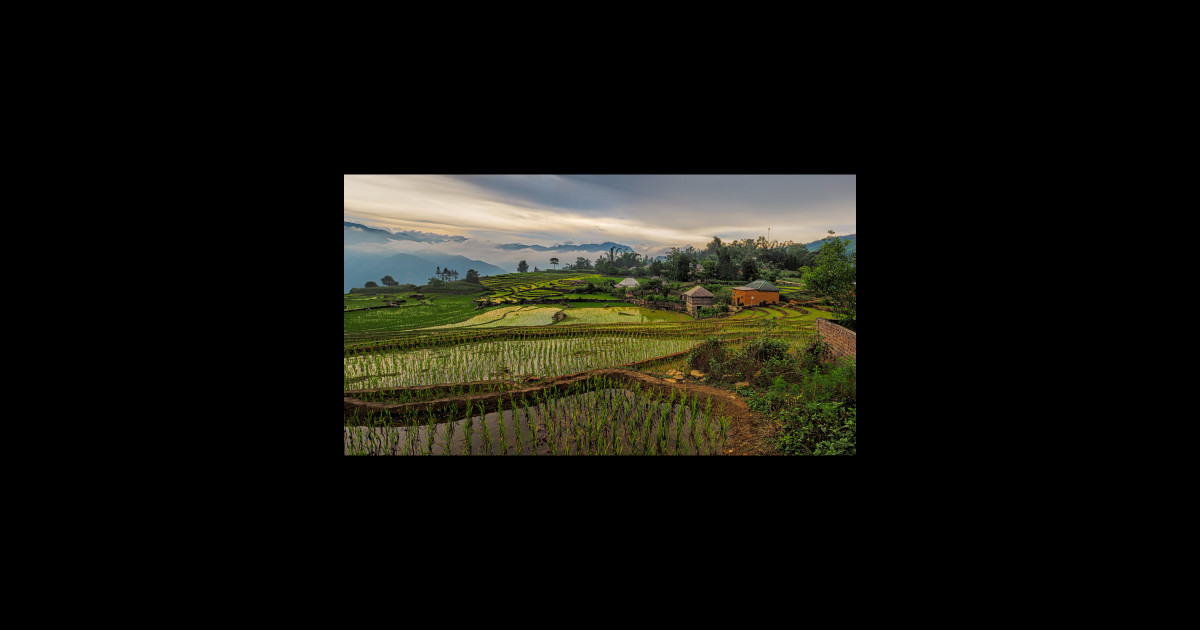 The Rice Terraces of Y Ty - Rice - Sticker | TeePublic