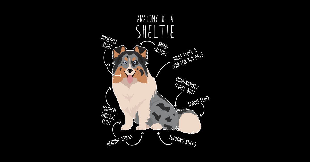 Blue Merle Sheltie Shetland Sheepdog Anatomy - Sheltie - Sticker ...