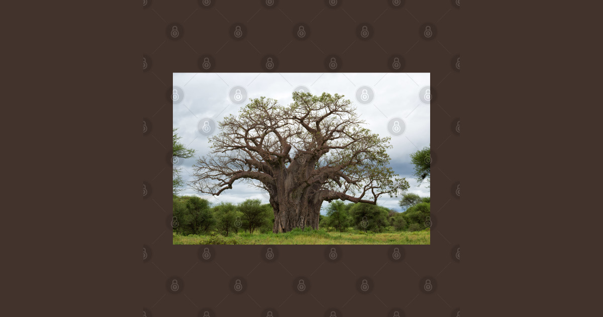 Baobab Tree - Baobab Tree - T-Shirt | TeePublic