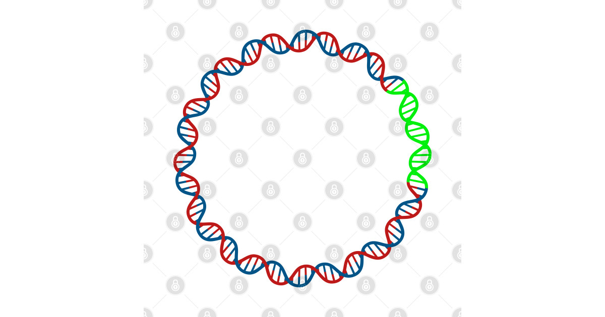 Circular DNA Double Stranded Green fluorescent protein - Circular Dna ...