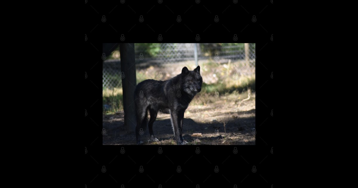 Black Wolf - Wolf - Sticker | TeePublic