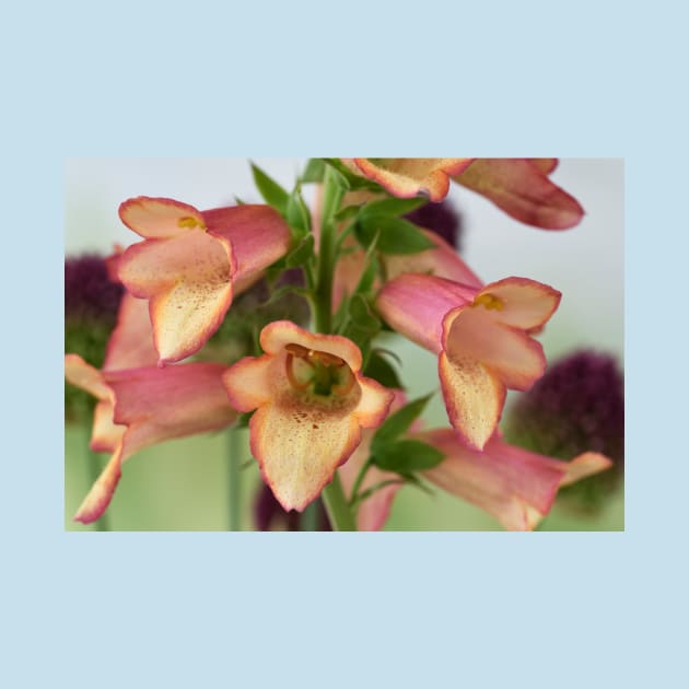 Digitalis x valinii Illumination Pink = 'Tmdgfp001' Foxglove ...