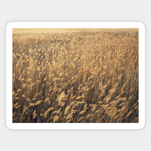 Dry reed texture - Dry Reed Texture - Sticker | TeePublic