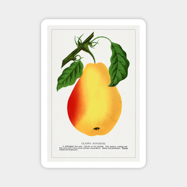 Clapp's Favorite pear lithograph (1900) - Fruit Illustration - Magnet ...
