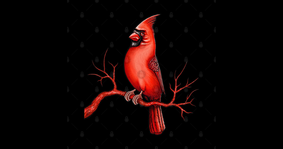 Red Cardinal bird cute cardinal - Red Cardinal Red Cardinal Lover Bird ...