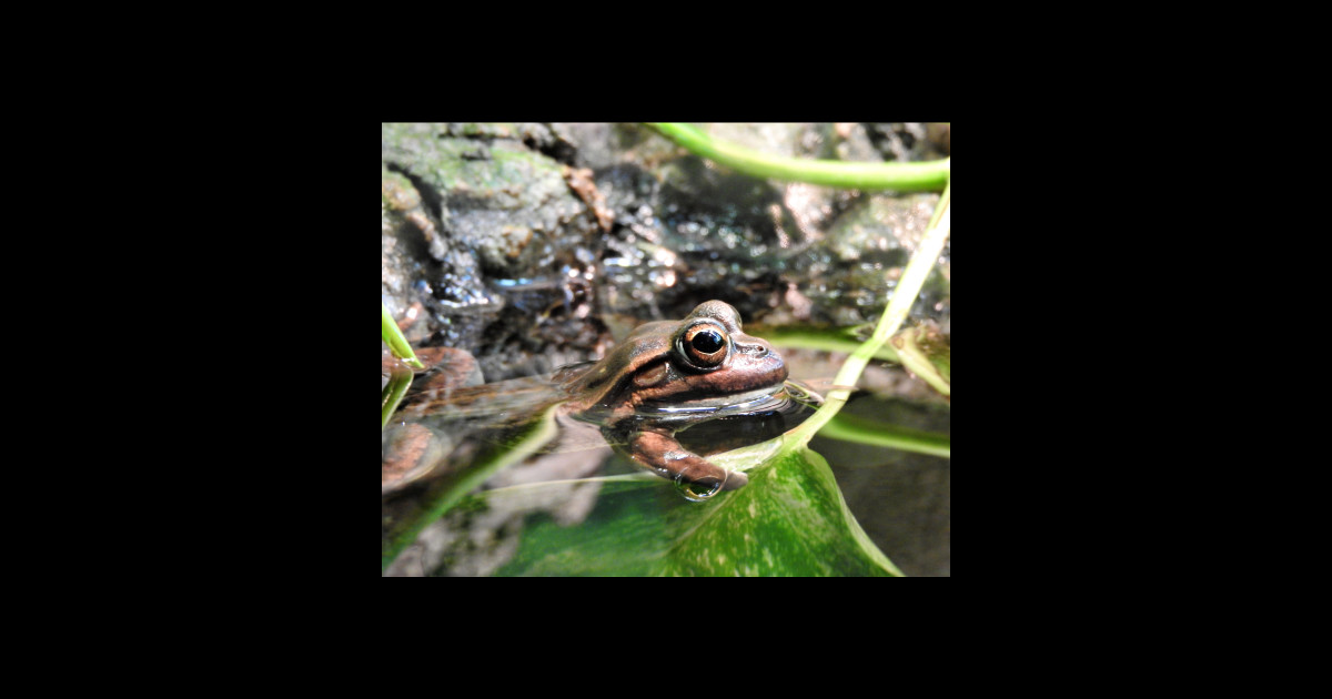 Yellow Spotted Bell Frog - Frog - Sticker | TeePublic