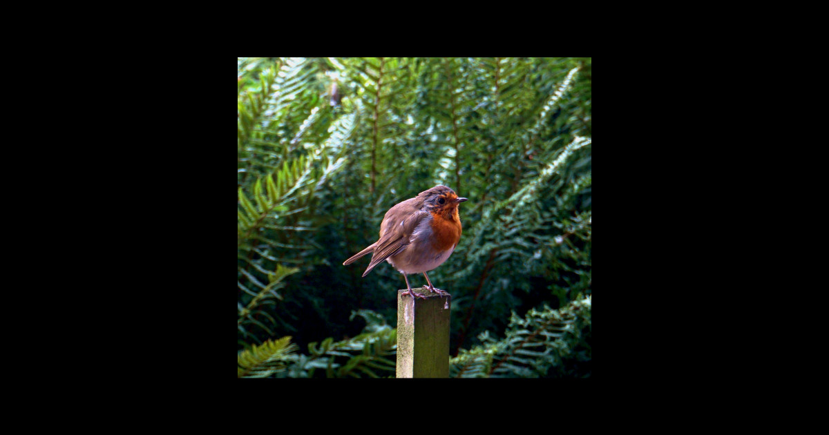 Robin - Robin - Sticker | TeePublic