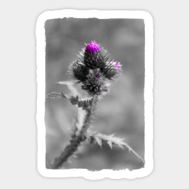 Thistle - Thistle - Sticker | TeePublic