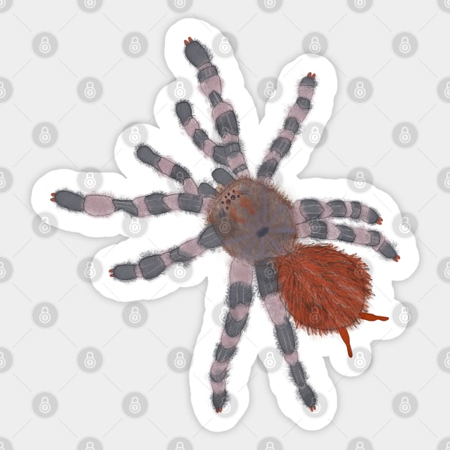 Hairy Tarantula Spider - Tarantula - Sticker | TeePublic
