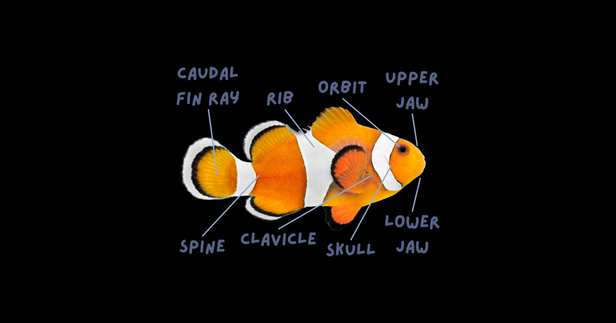 Anatomy of a Clownfish And Funny Labels - Anatomy Of A - Sticker ...