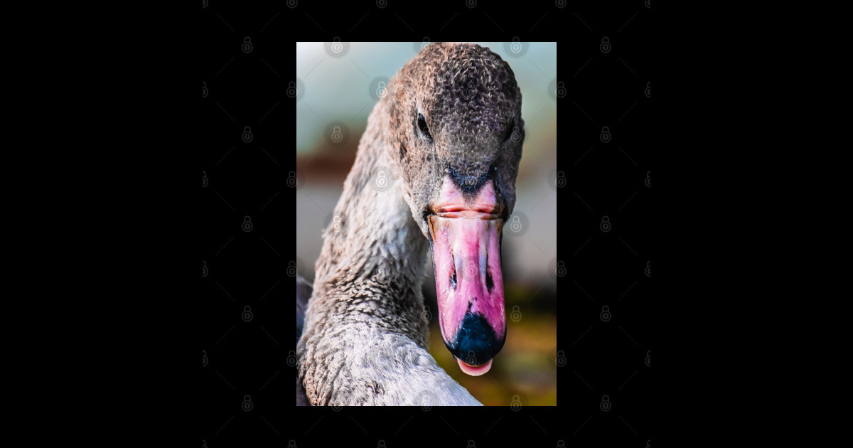 Cheeky Swan. Photograph - Swan - Sticker | TeePublic
