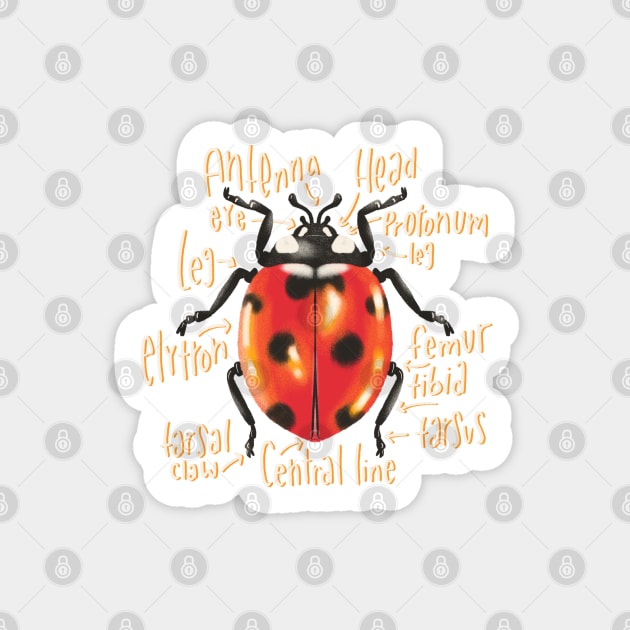 anatomy ladybug