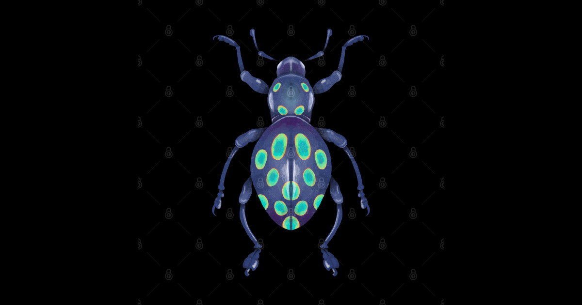 Rainbow Weevil with Blue Spots - Rainbow Weevil - Posters and Art ...