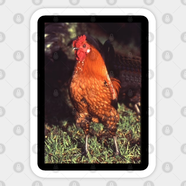 Big Red Rooster. - Rooster - Sticker | TeePublic