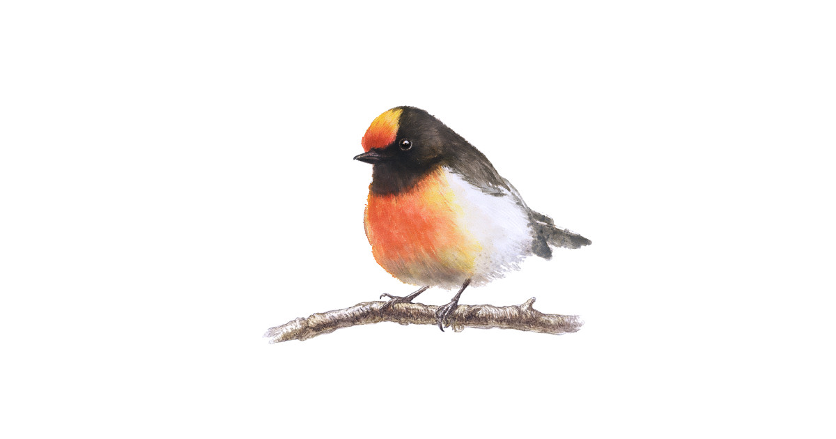 Cute Redcap Robin and lovely Robin brings us good luck. Watercolor ...