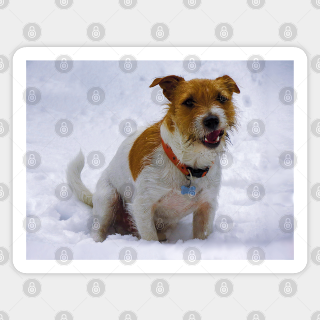 Jack russell terrier - Dog - Sticker | TeePublic