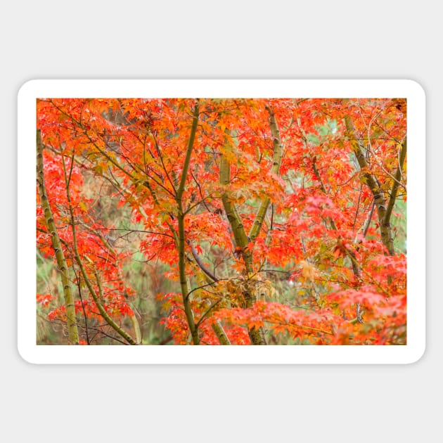 Japanese Maple - Japanese Maple - Sticker | TeePublic