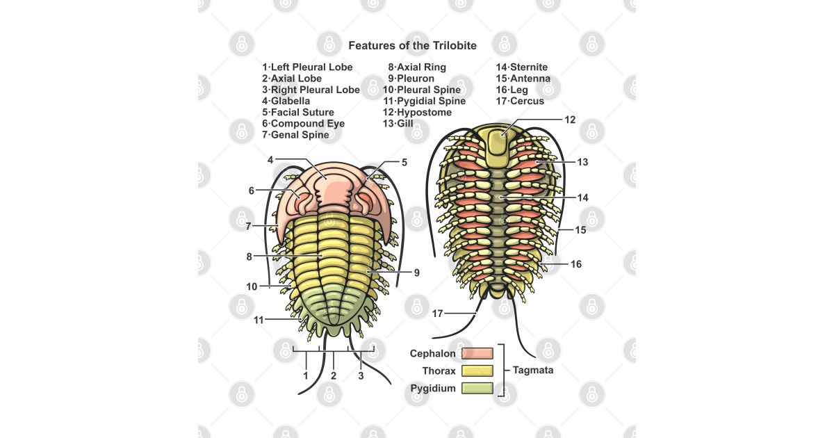 Trilobite Morphology Diagram - Trilobite - T-Shirt | TeePublic