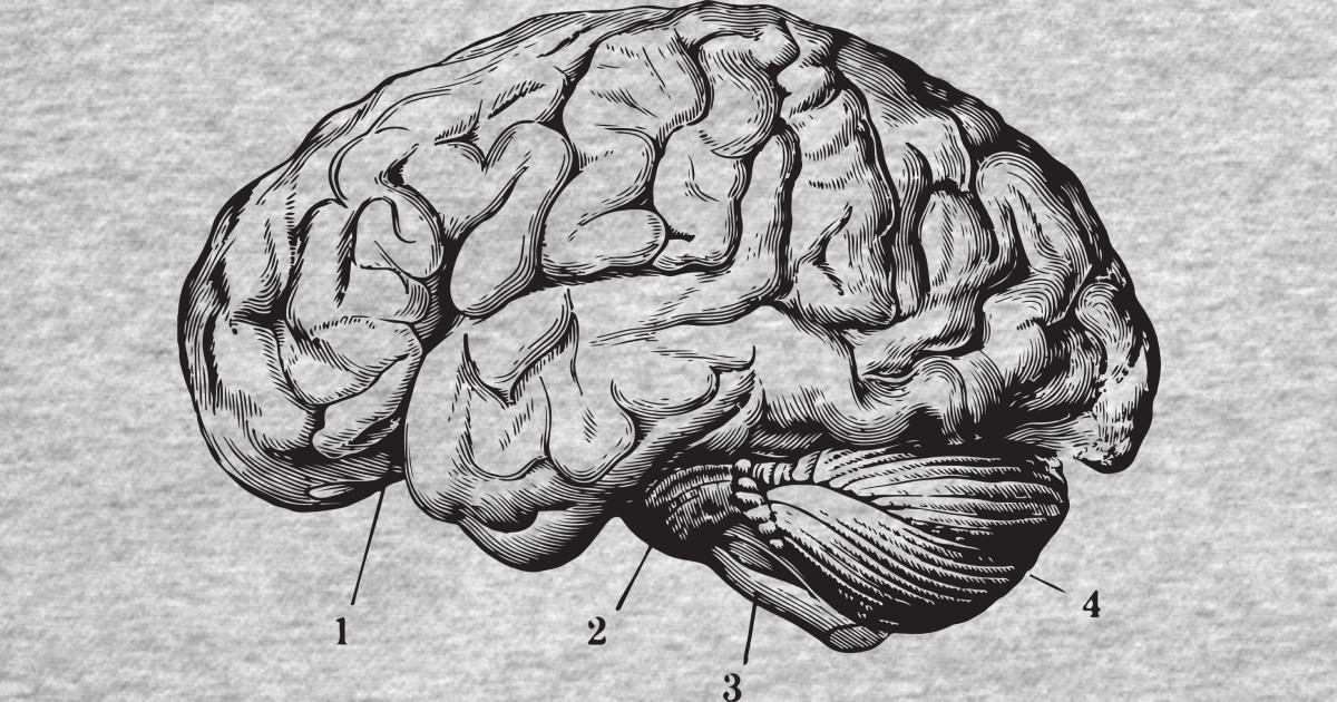 Brain Anatomy - Brain - T-Shirt | TeePublic
