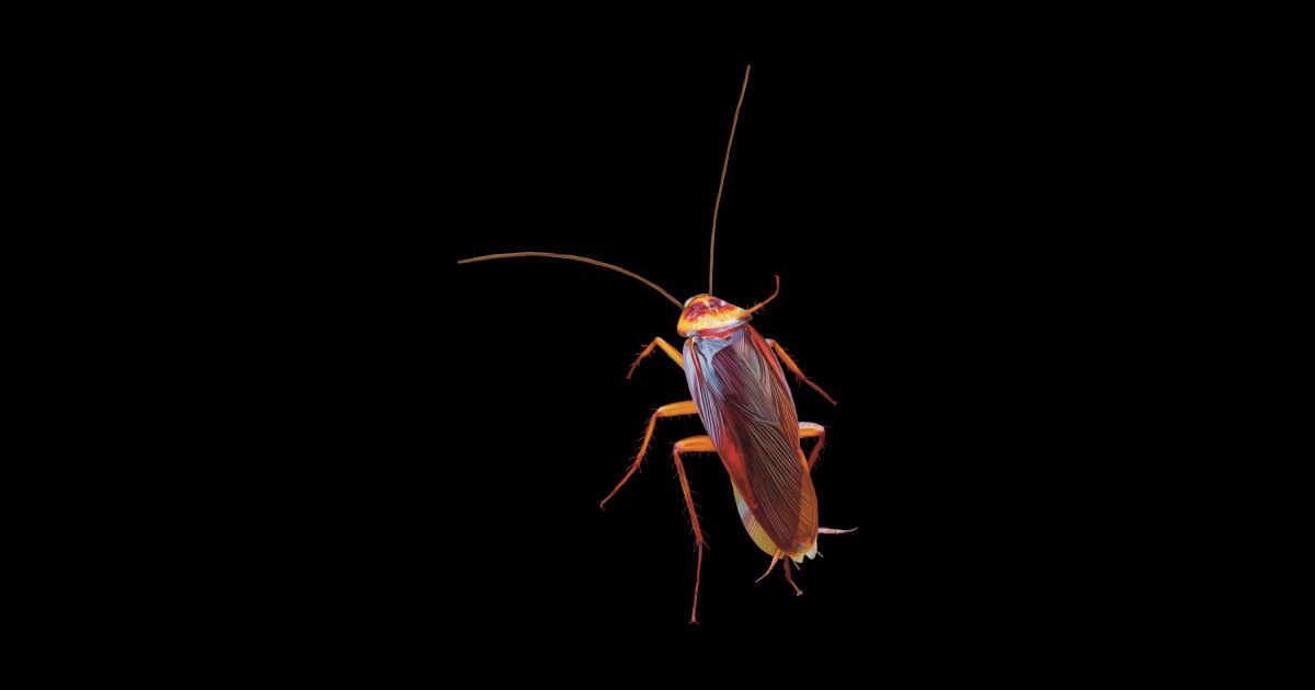 Creepy crawly cockroach. Realistic illustration of cockroach. Cockroach ...