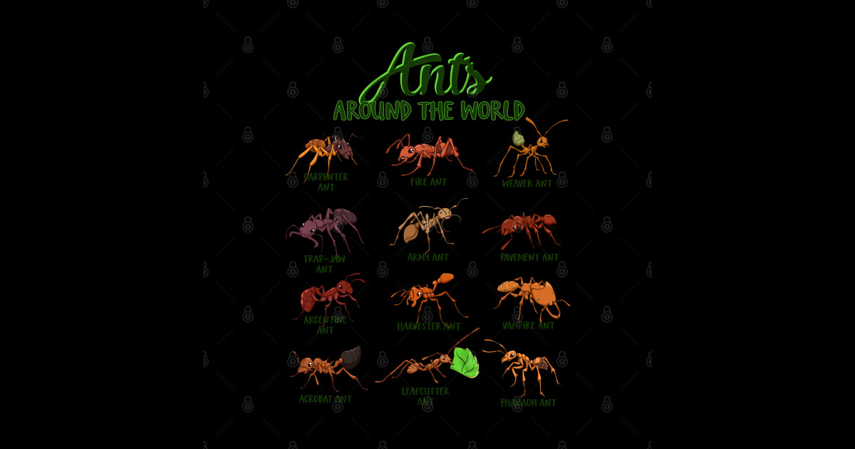 Ants around the world - types of ants - Types Of Ants - Posters and Art ...