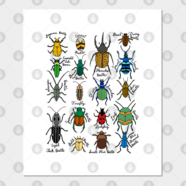 Beetles - Beetles - Posters and Art Prints | TeePublic