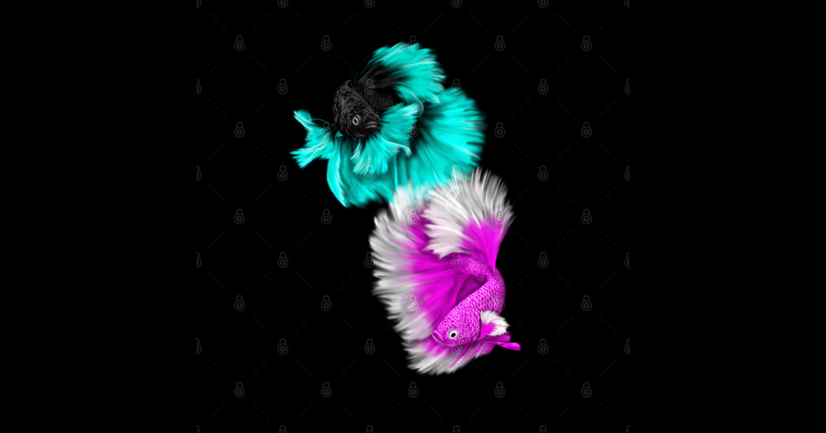 Betta Fish Duo, black & teal, white & pink - Betta Fish - Sticker ...