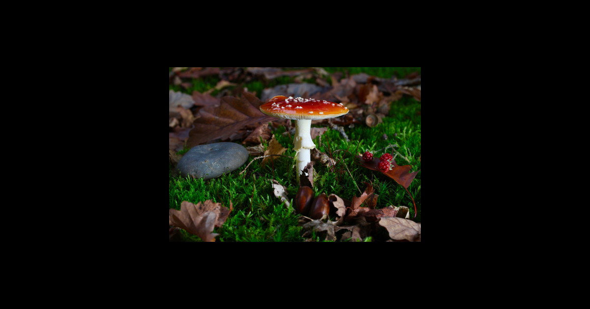 beautiful red toadstool on mossy forest floor - Autumn - Sticker | TeePublic