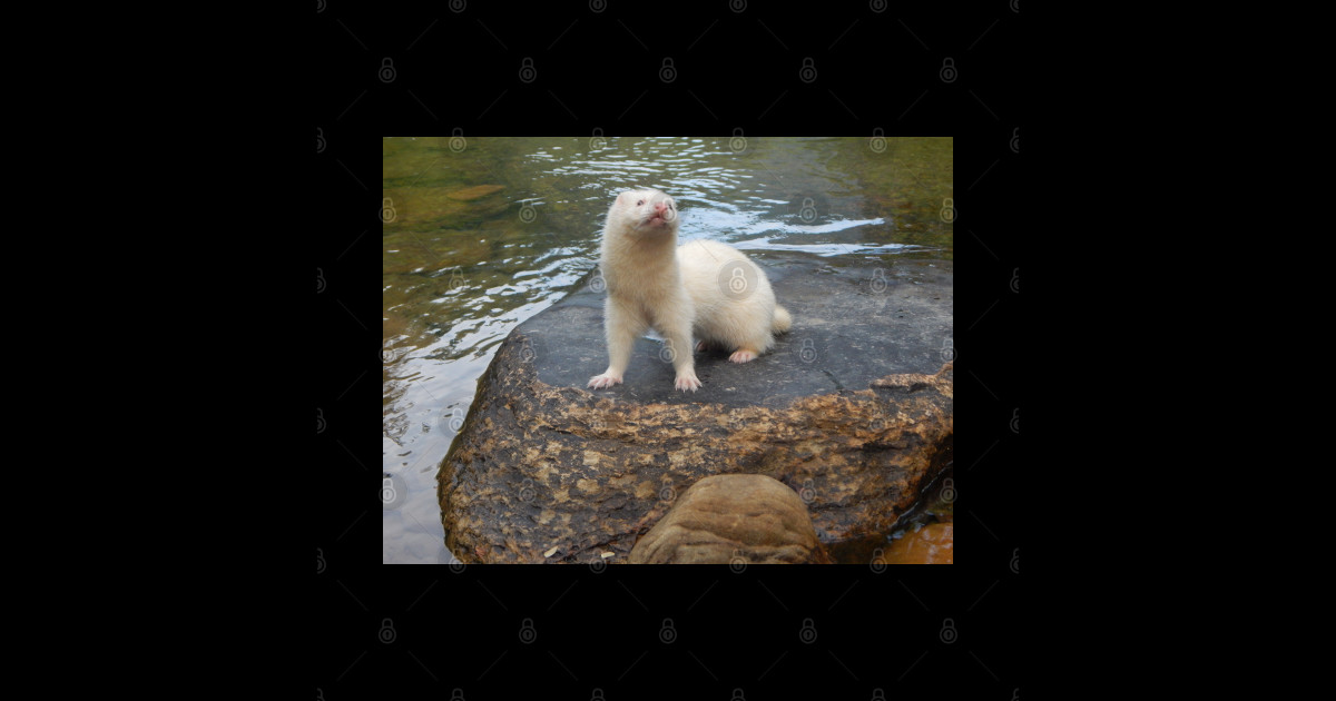 The High Lord - Ferret - Sticker | TeePublic