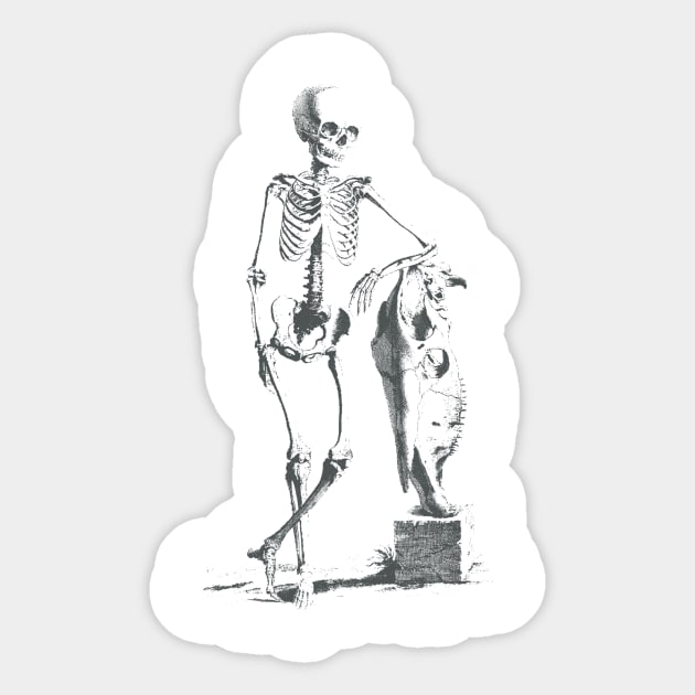 Anatomy of the Bones - Skeleton - Sticker | TeePublic