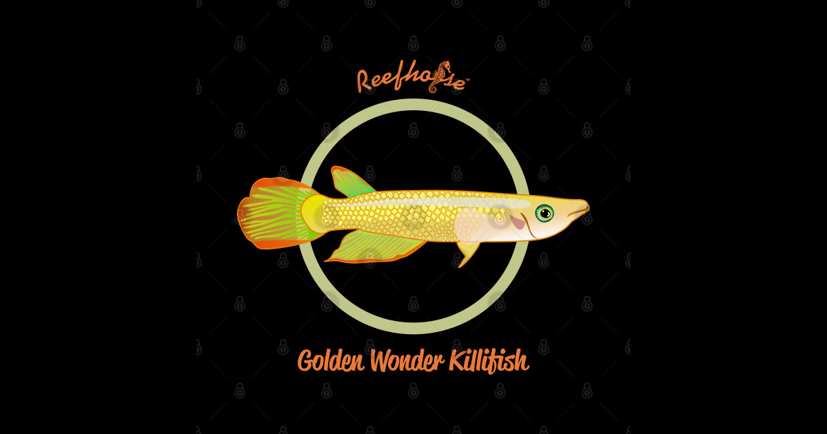 Golden Wonder Killifish - Reefhorse - Posters and Art Prints | TeePublic