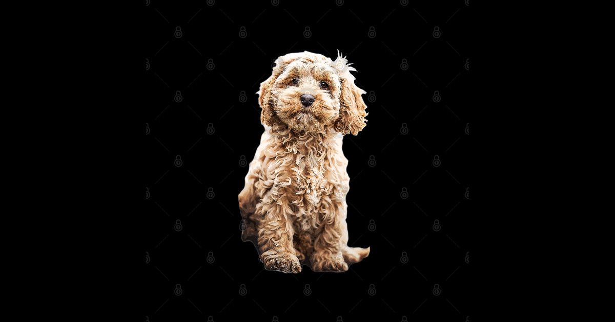 Cockapoo Cavoodle Labradoodle Cute Puppy Dog- Poodle x - Cockapoo ...