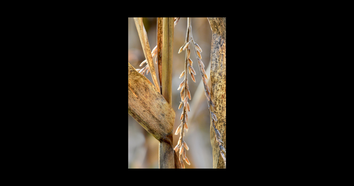 Corn Stalk details - Corn Stalk Details - Sticker | TeePublic