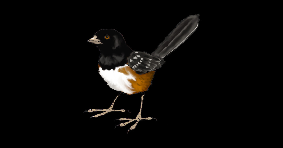 Towhee BIRD, Illustration, Standing Bird, Drawing, Wildlife Art ...