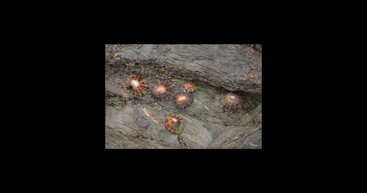 Rock Pool Creatures - Limpets - Sticker | TeePublic