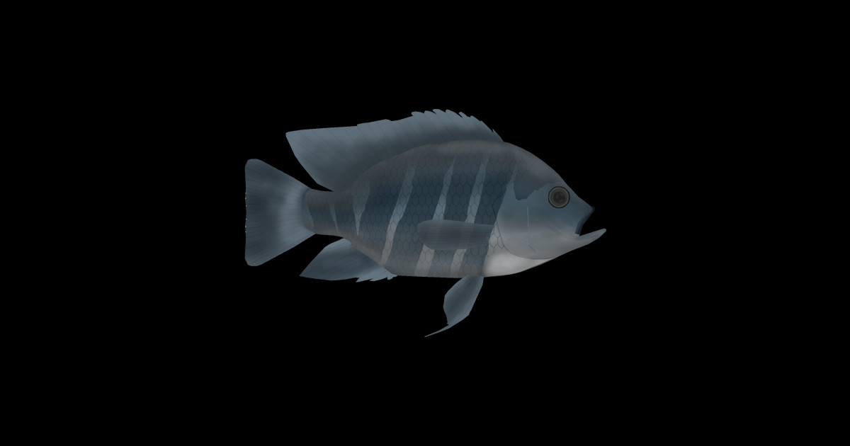 Zebra Tilapia - Zebra Tilapia - Sticker | TeePublic