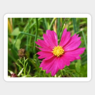 Cosmos Flower Stickers for Sale | TeePublic