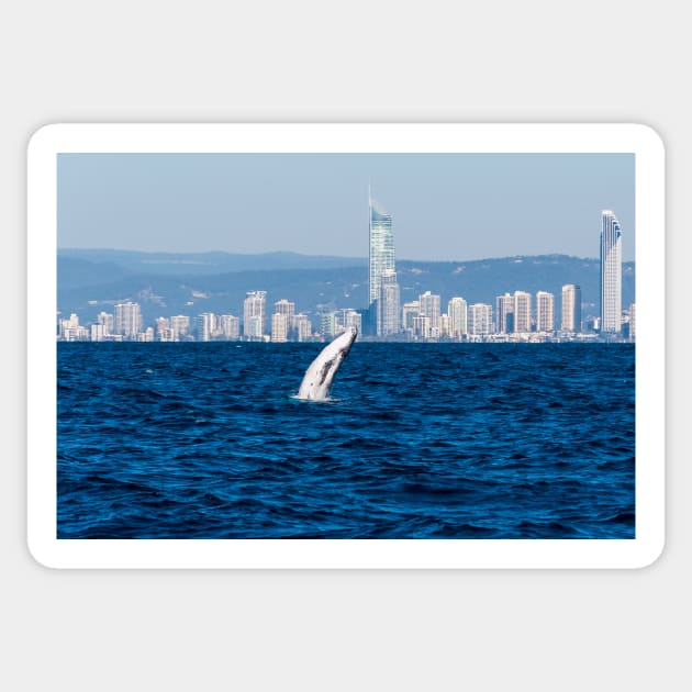 Humpback Whale Breach and Surfers Paradise - Whale - Sticker | TeePublic