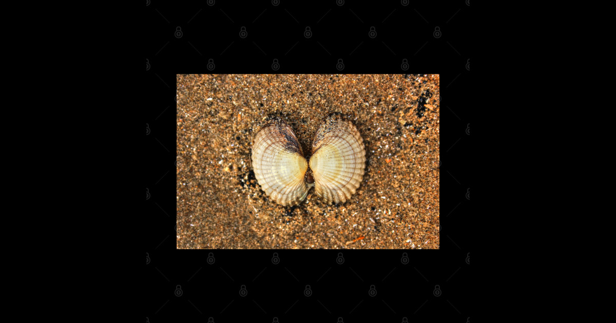 Seashells - Seashells - Sticker | TeePublic