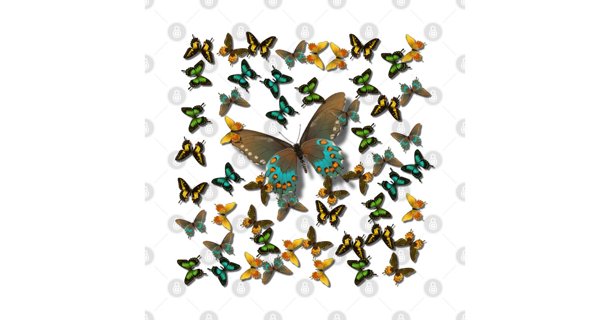 Beautiful Butterflies Lepidopterology Butterfly Meme - Beautiful ...