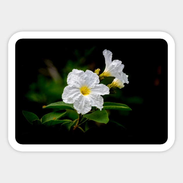 Mexican Olive Tree Blooms - White Flowers - Sticker | TeePublic