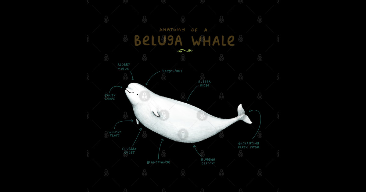 Anatomy of a Beluga Whale - Beluga Whale - Posters and Art Prints ...