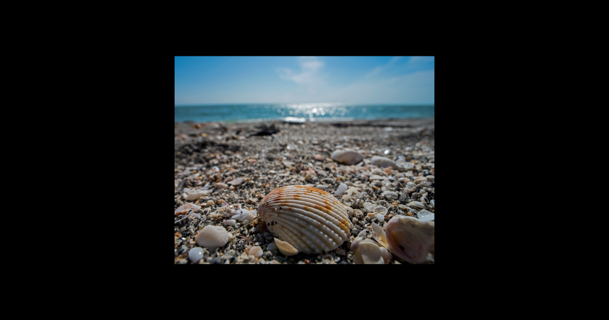 Sanibel Island Sea Shell Fort Myers Florida - Sanibel - Sticker | TeePublic