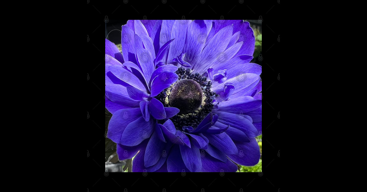 Unusual Blue Daisy - Photomersion - Sticker | TeePublic
